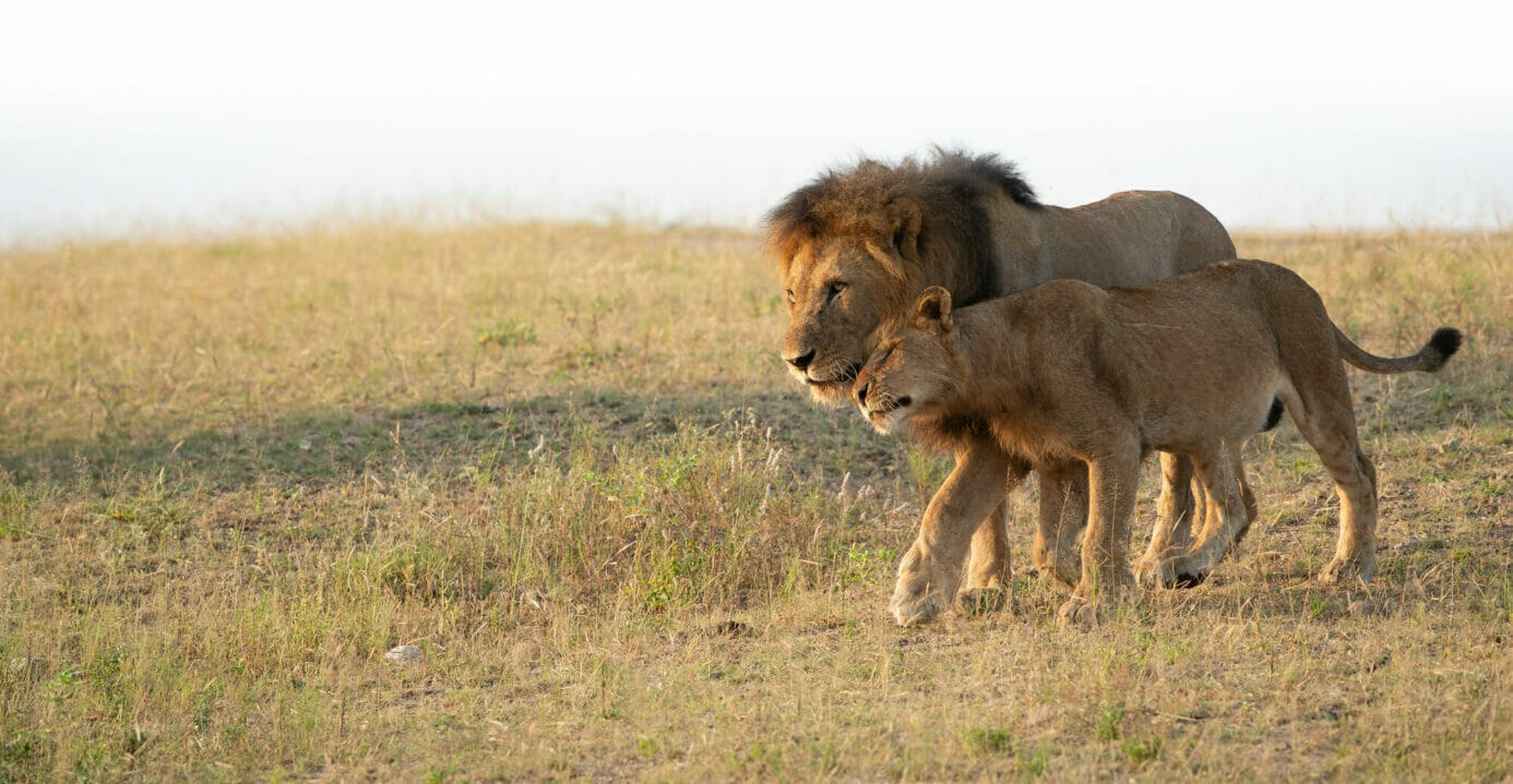 South Africa's Premier Luxury Safari Lodge | Londolozi Game Reserve ...