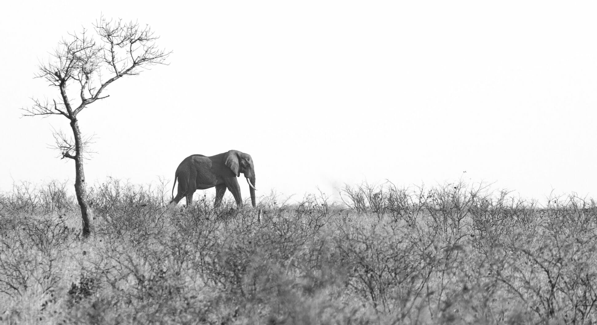 South Africa's Premier Luxury Safari Lodge | Londolozi Game Reserve ...