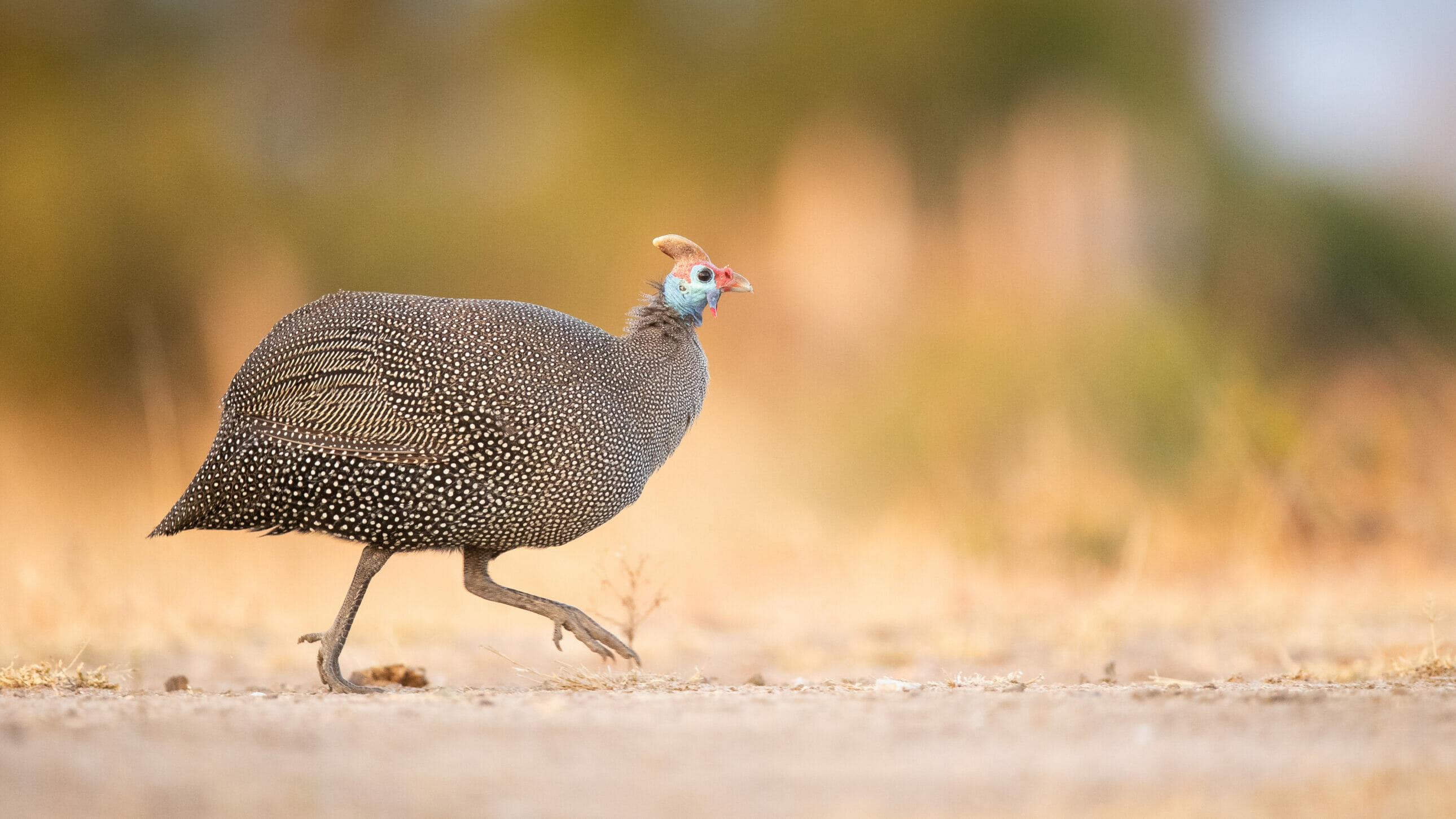 South Africa's Premier Luxury Safari Lodge | Londolozi Game Reserve ...