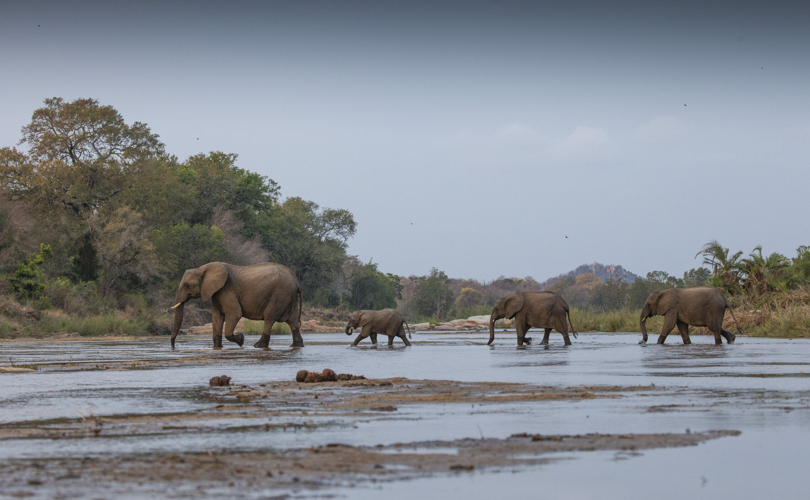 South Africa's Premier Luxury Safari Lodge | Londolozi Game Reserve ...