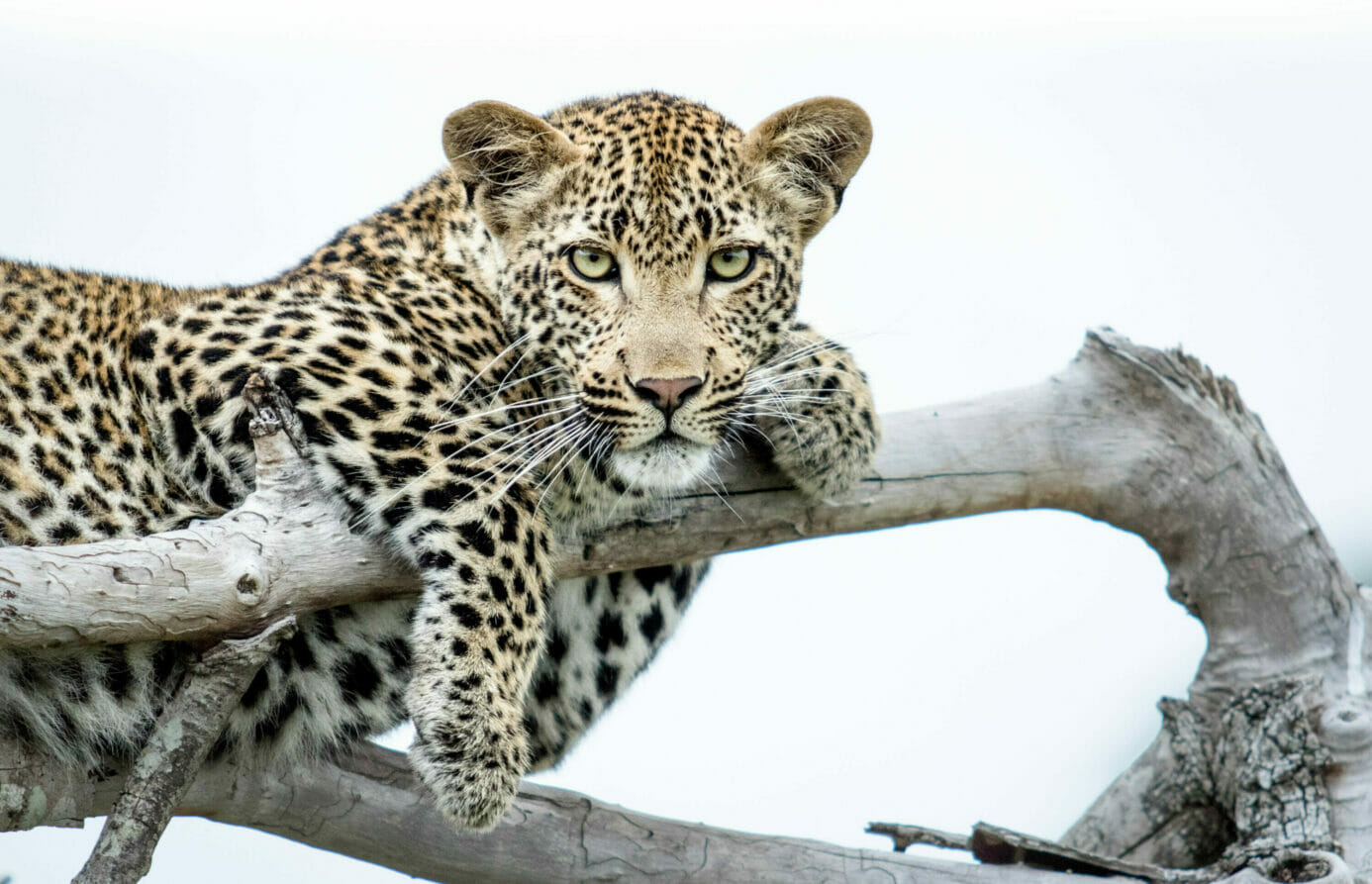 South Africa's Premier Luxury Safari Lodge | Londolozi Game Reserve ...