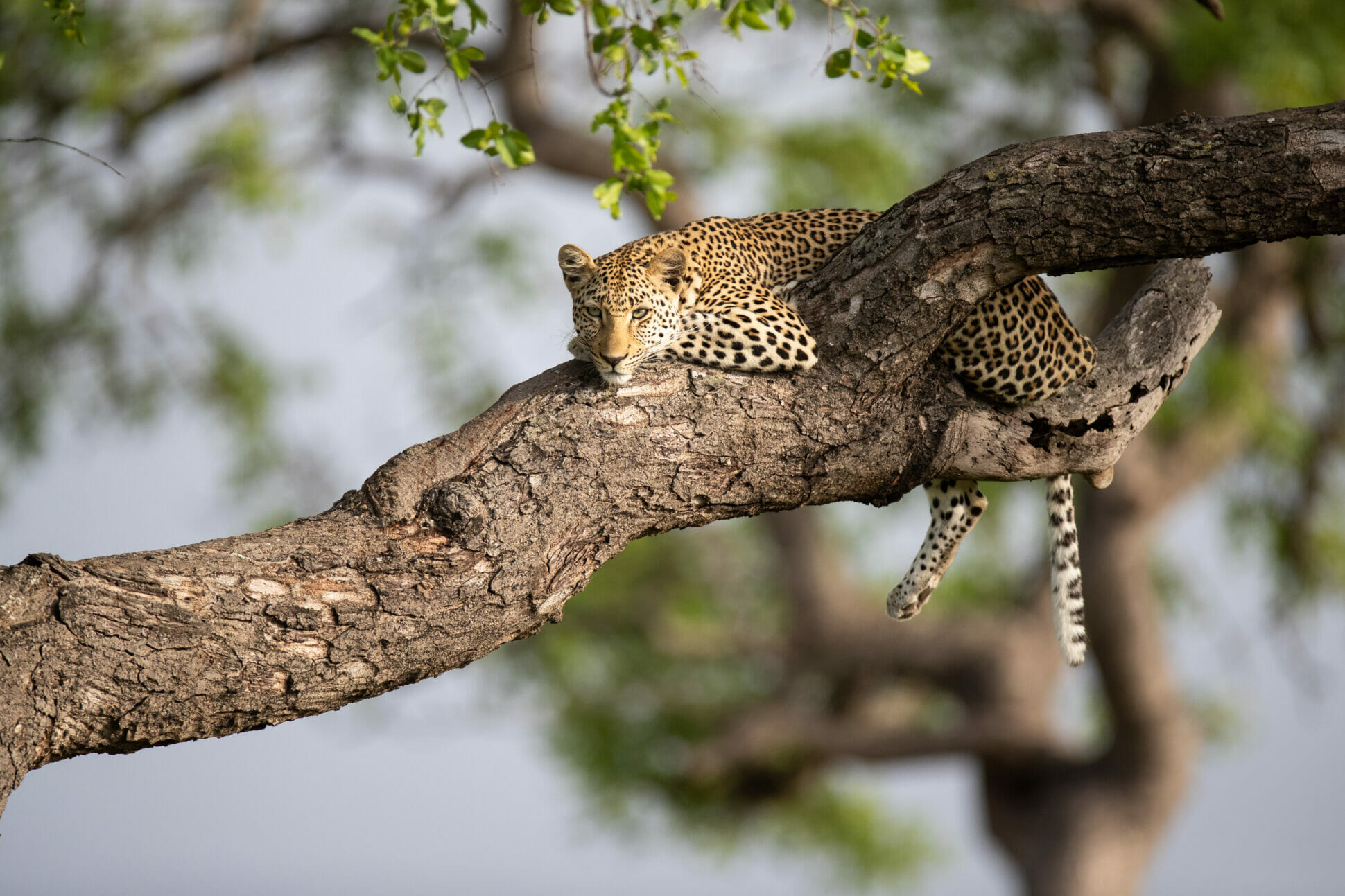South Africa's Premier Luxury Safari Lodge | Londolozi Game Reserve ...