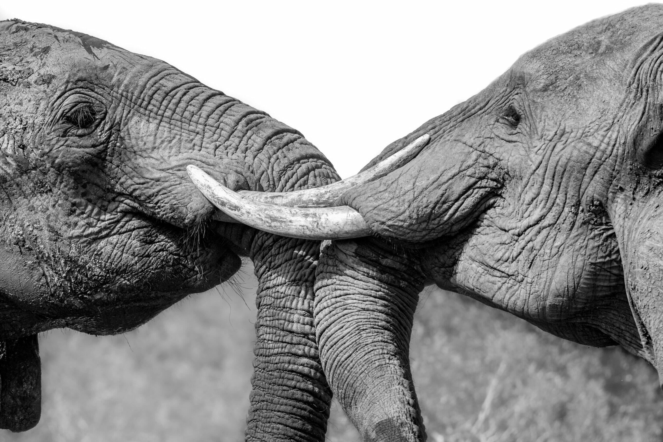 South Africa's Premier Luxury Safari Lodge | Londolozi Game Reserve ...