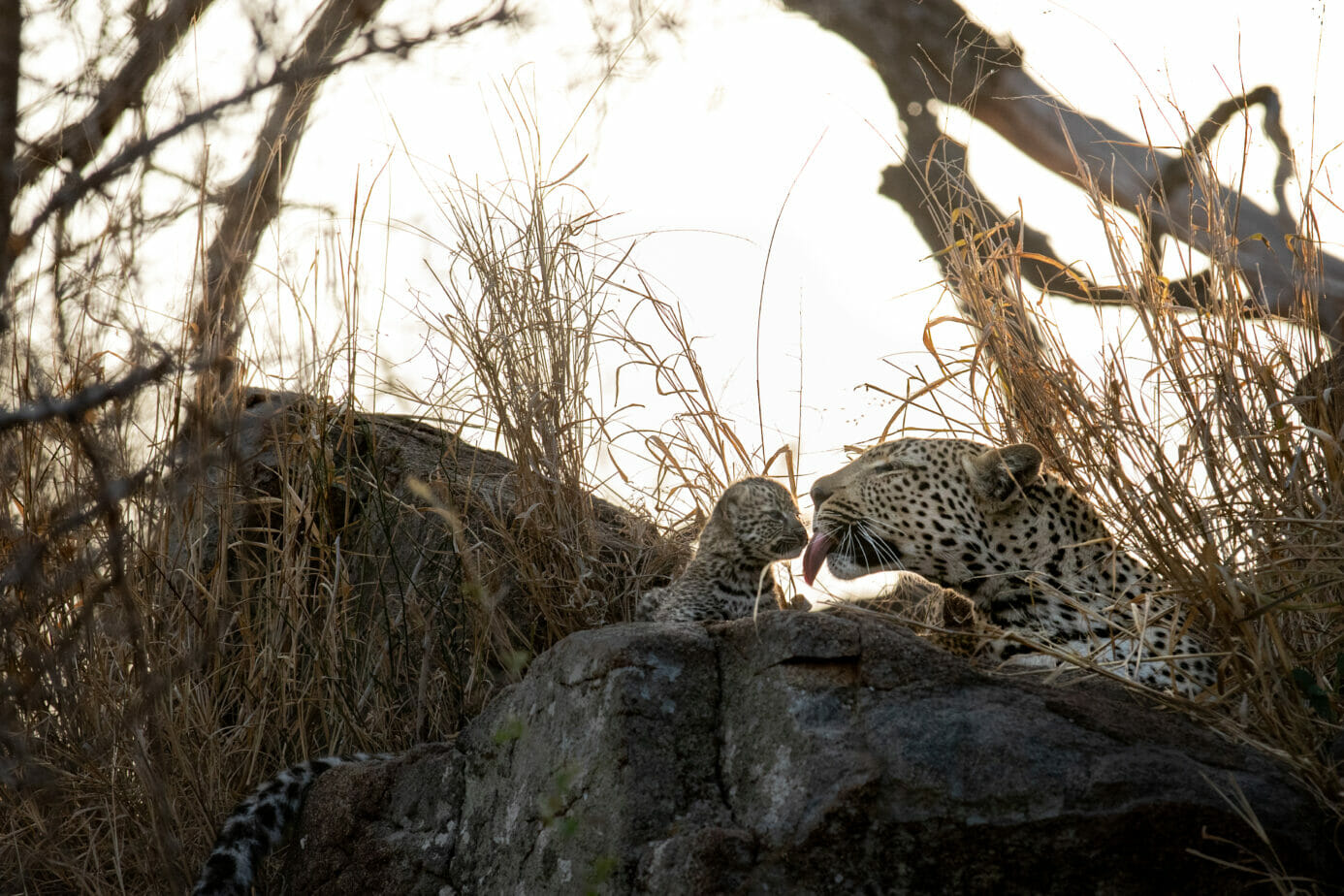 South Africa's Premier Luxury Safari Lodge | Londolozi Game Reserve ...