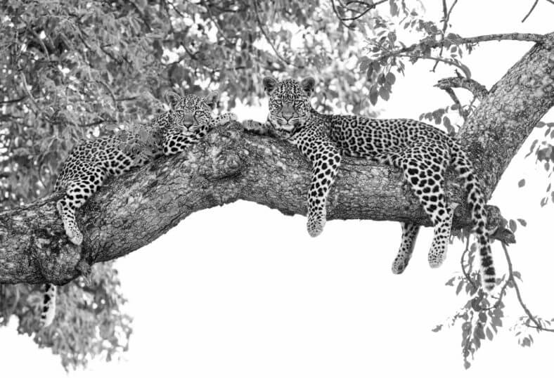 South Africa's Premier Luxury Safari Lodge | Londolozi Game Reserve