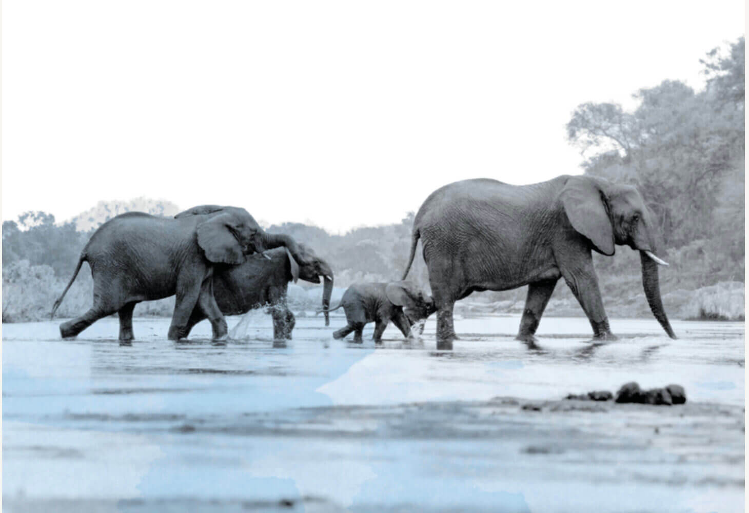 South Africa's Premier Luxury Safari Lodge | Londolozi Game Reserve ...